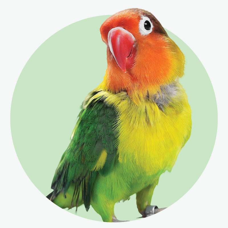Bird Supplies | ePaws Pet Supplies